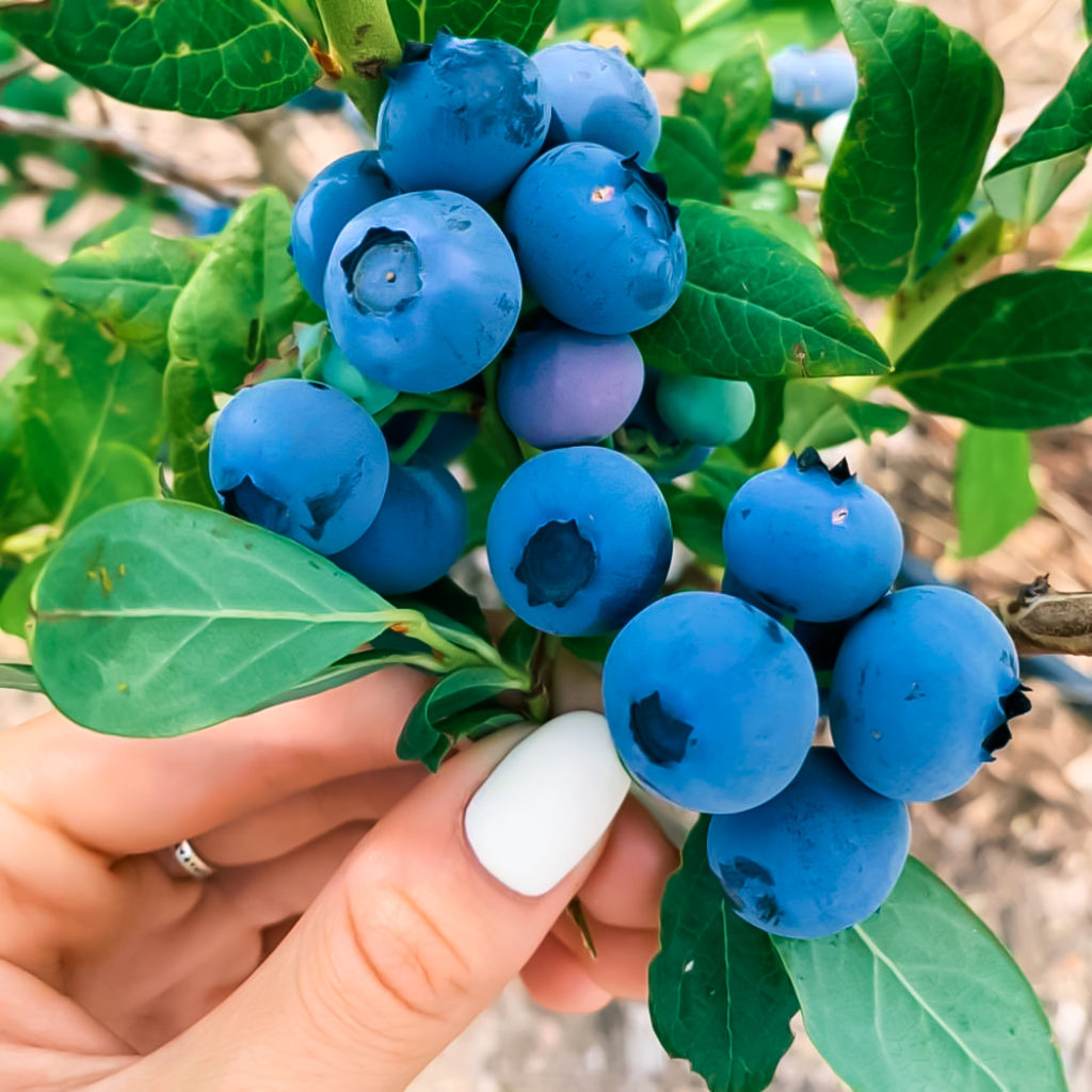 Pomușoarele „Lolly Berry”. Cum se cultivă afinele în Moldova și de ce ...